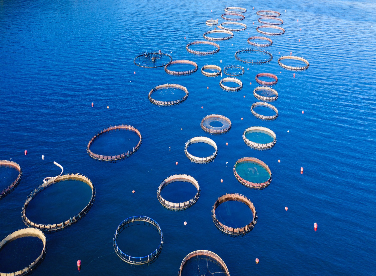 How To Start A Tilapia Fish Farm: What Should You Know?