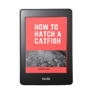 How To Hatch A Catfish: Step By Step Guide To Fish Hatching | Agricfy.com