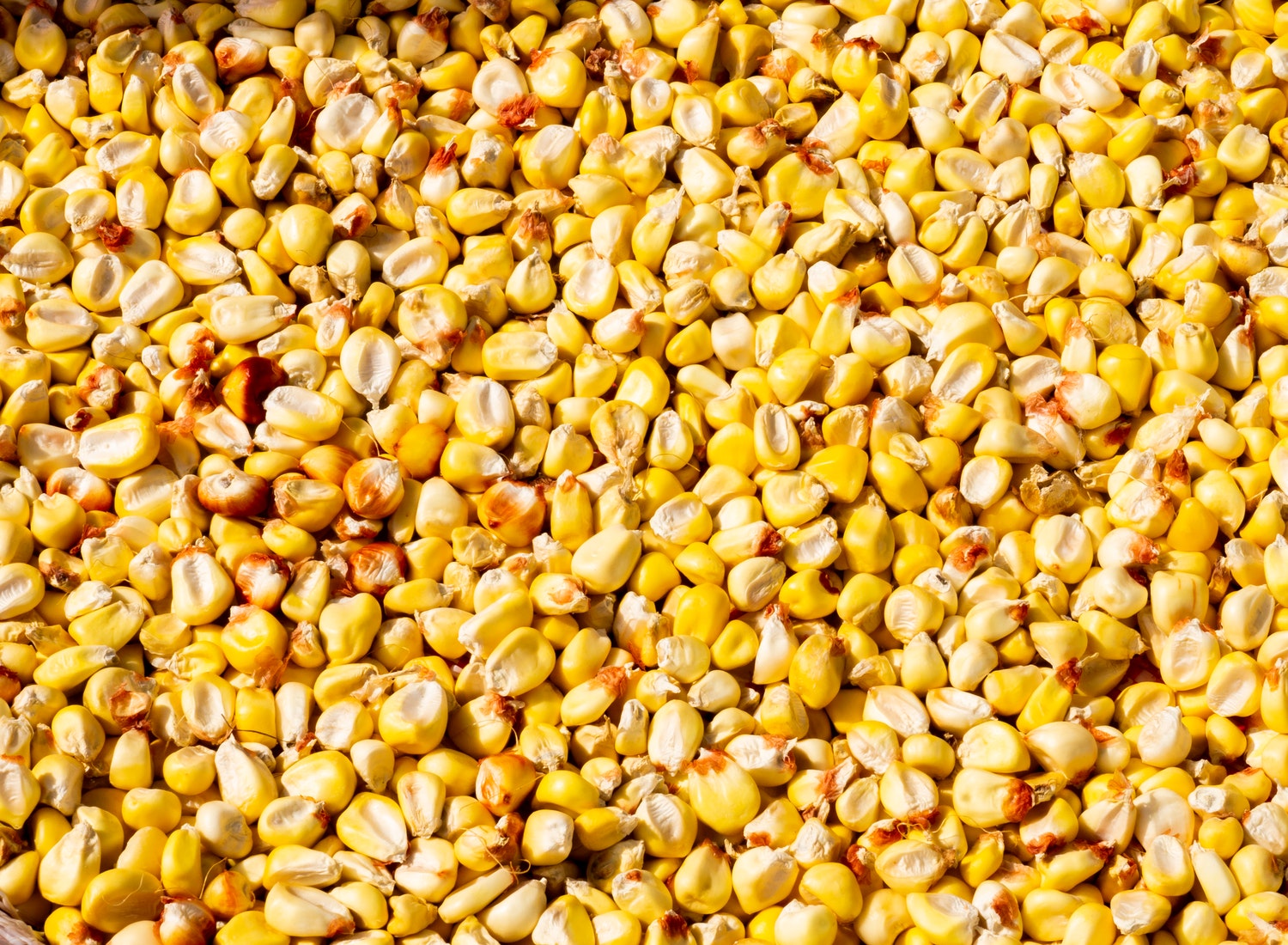 How To Start A Maize Farm Business In Nigeria: A Complete Guide On ...