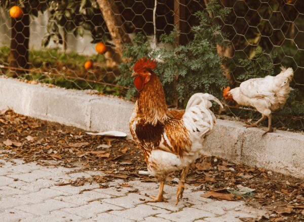 Poultry Farm Biosecurity: What You Should Know About