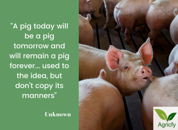 Quotes On Pig Farming