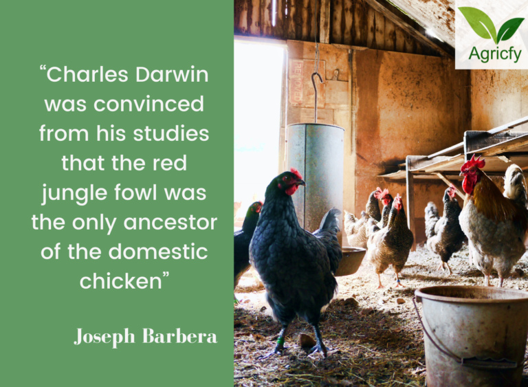 22 Funny Quotes About Chicken