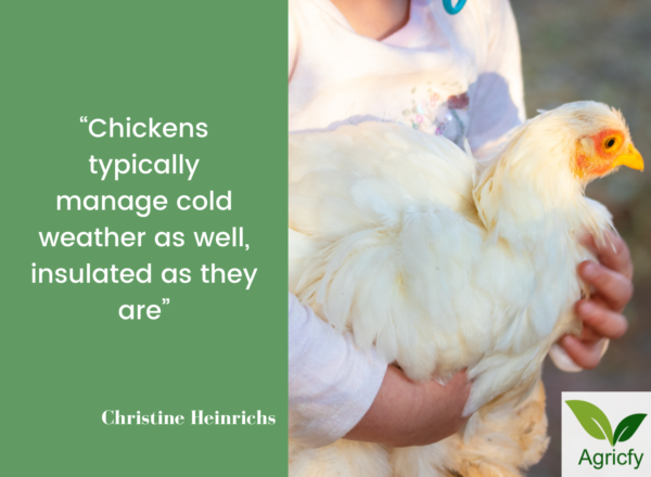 22 Funny Quotes About Chicken