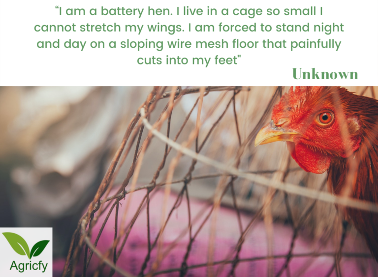 22 Funny Quotes About Chicken