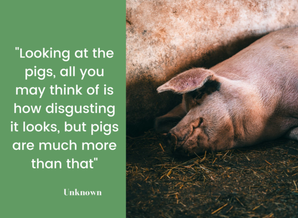 Quotes On Pig Farming