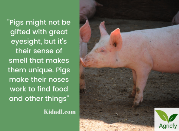 Quotes On Pig Farming
