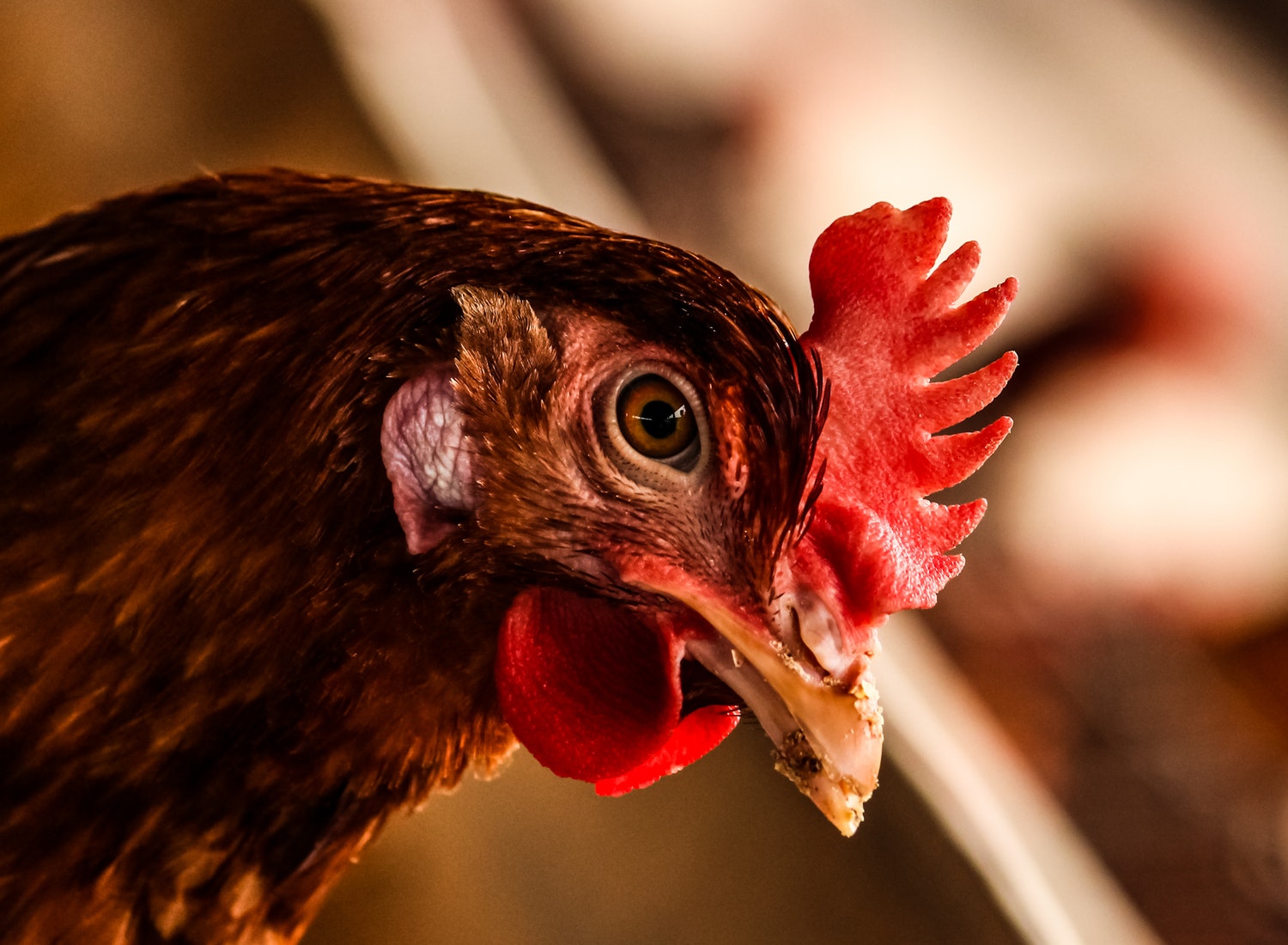 Poultry Diseases Control And Prevention