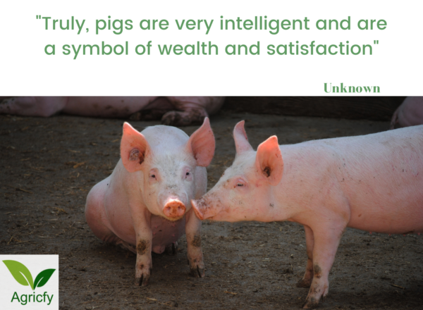 Quotes On Pig Farming