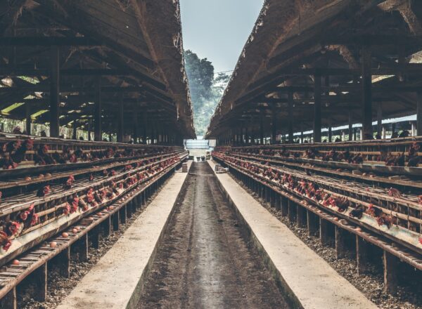 Cage Vs. Free-Range Vs. Deep Litter System Of Poultry Farming