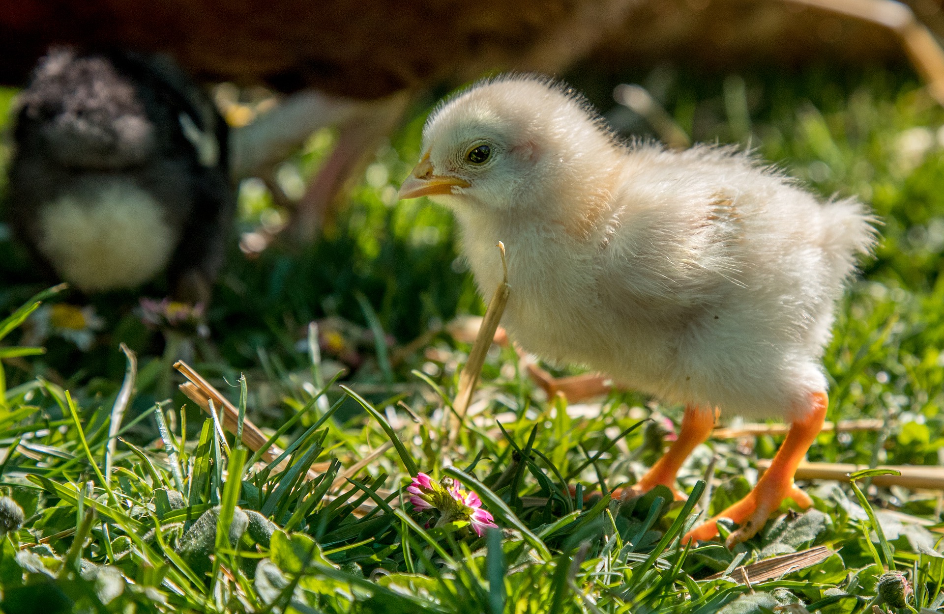 How To Start A Backyard Poultry Farm