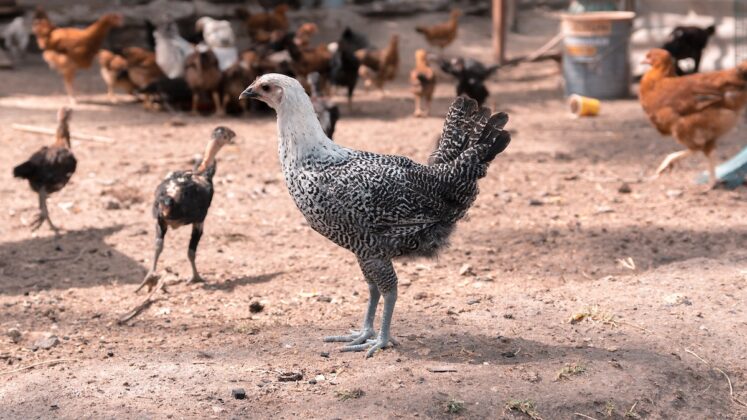 4 Animals You Can Raise With Chickens