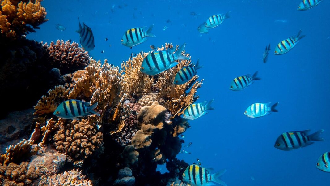 3 Types Of Fish Farming