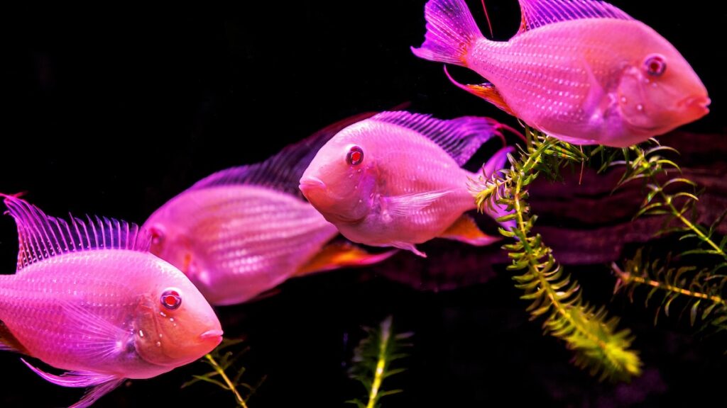 Different Types Of Fish Species