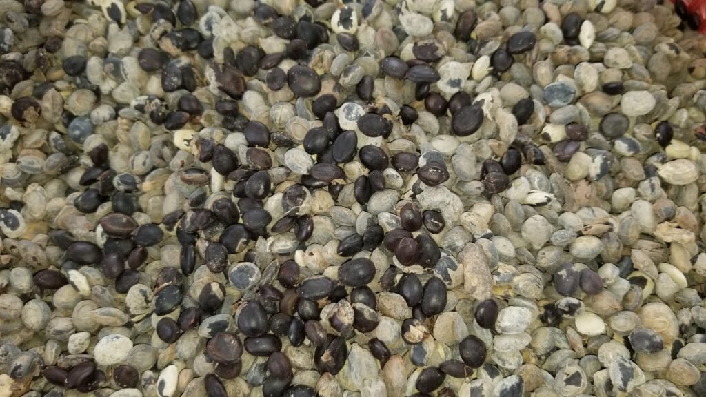 6 Ways To Make Locust Beans: Step By Step Guide To Making AFRICAN ...